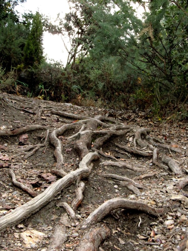 ni.butoh: ECOSISTEMAS EN DANZA – MATILDE