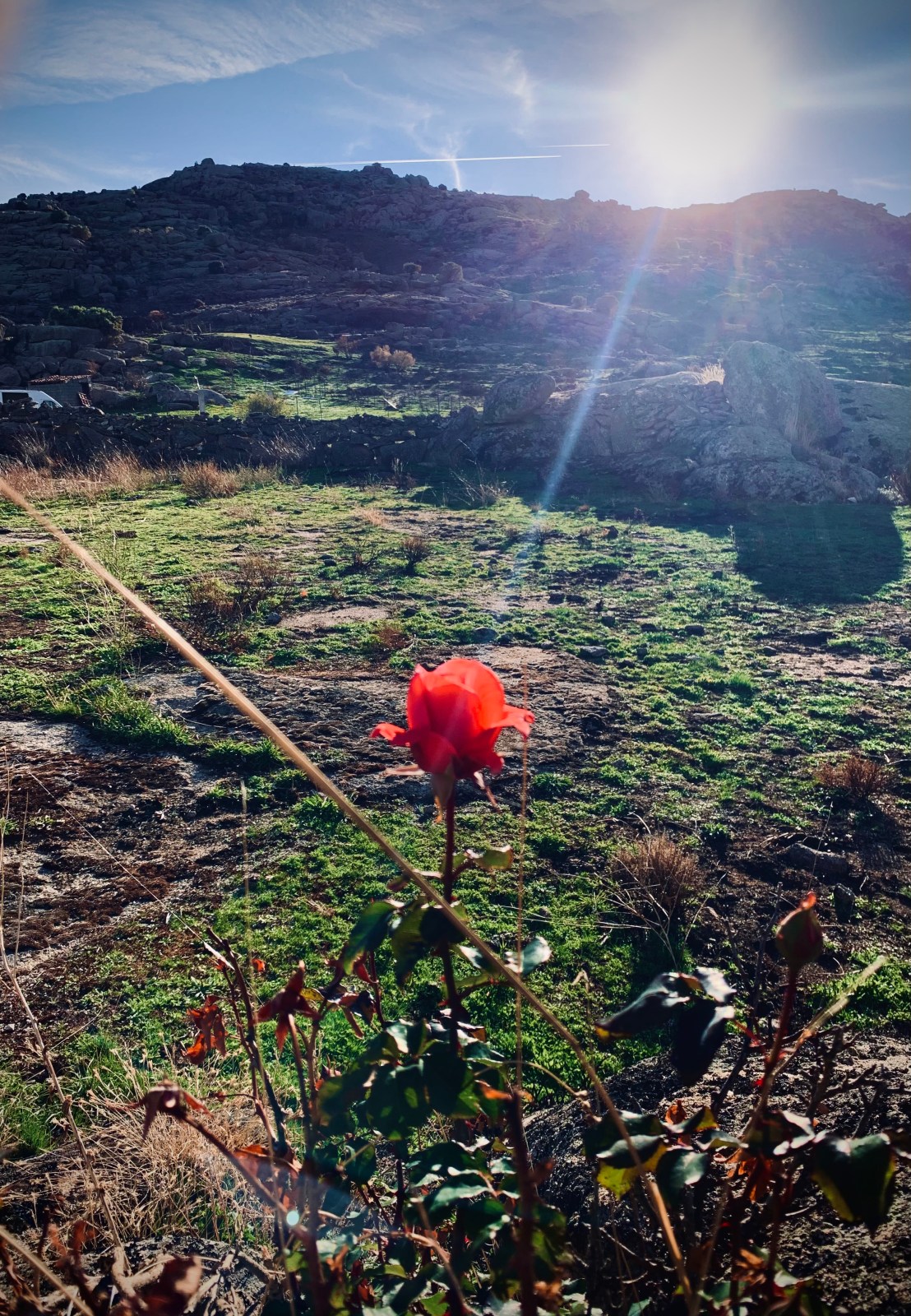 ni.butoh: ECOSISTEMAS EN DANZA – MATILDE